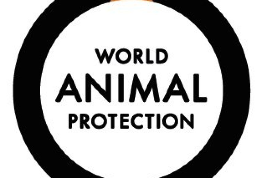 Demand Change, Make Choices that Stop Animal Suffering, and Move the ...
